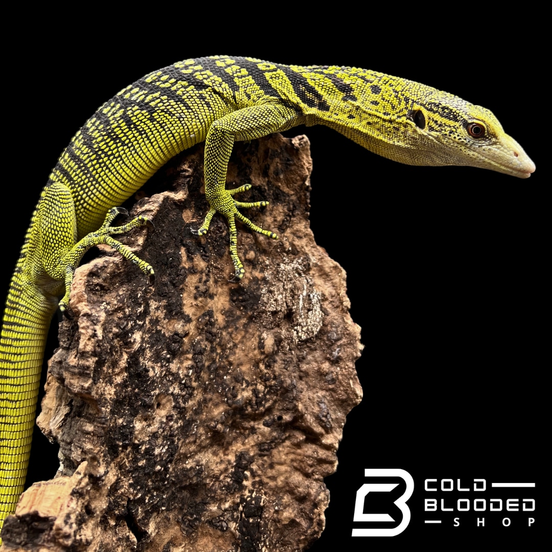 Yellow Tree Monitor - Reisingeri Other Monitor by Cold Blooded Shop ...