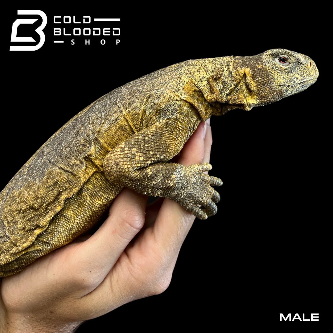 Adult Egyptian Uromastyx - Uromastyx Aegyptia by Cold Blooded Shop - MorphMarket