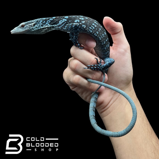 Beautiful Blue Tree Monitor - Varanus Macraei by Cold Blooded Shop