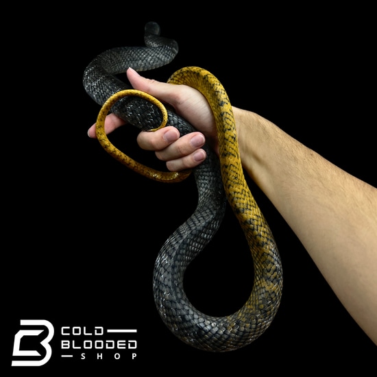 Juvenile Yellow Tailed Cribo - Drymarchon Corais Cribo & Indigo Snakes ...