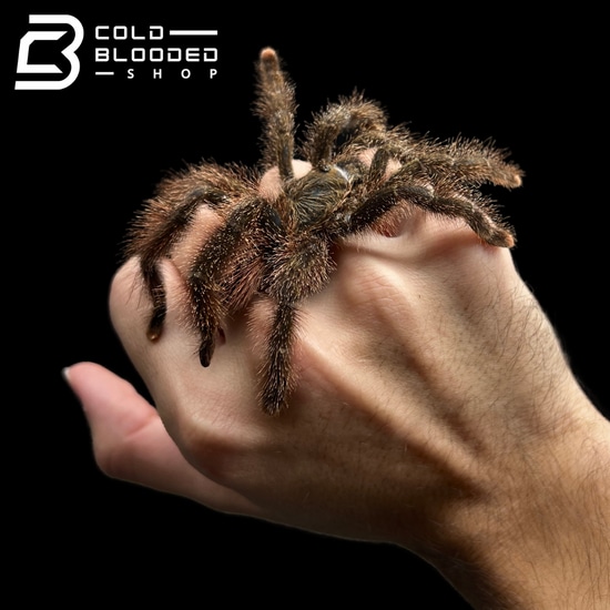 Peruvian Pinktoe Tarantula - Avicularia Juruensis by Cold Blooded Shop
