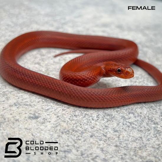 Super Red Flame Dione's Rat Snake - Elaphe Dione Other Rat Snake by ...
