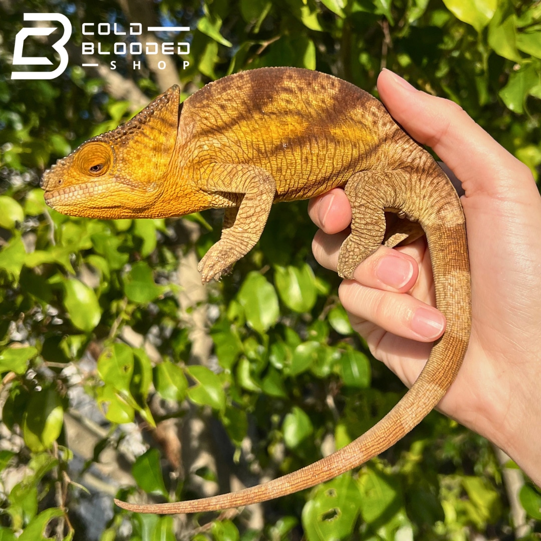 Parson's Chameleon - Calumma Parsonii #3 by Cold Blooded Shop - MorphMarket