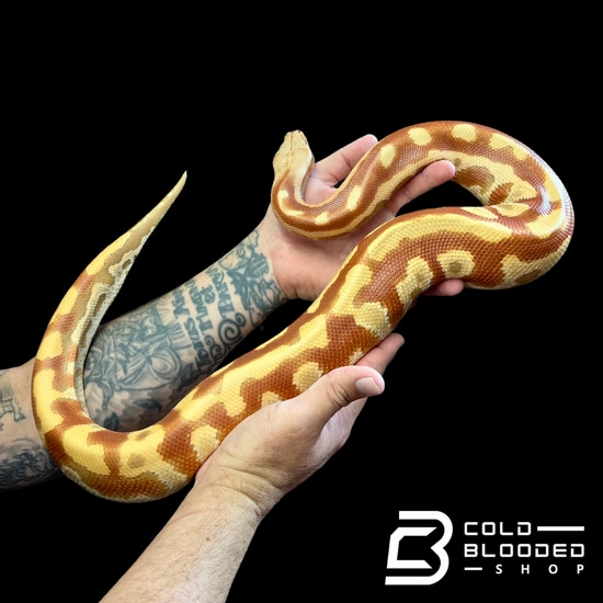 Albino Blood Python - Python Brongersmai by Cold Blooded Shop