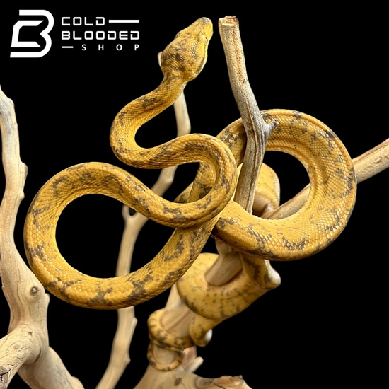 Yellow Amazon Tree Boa - Corallus Hortulanus by Cold Blooded Shop