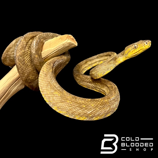 Central American Tree Boa - Corallus Ruschenbergerii #1 by Cold Blooded ...
