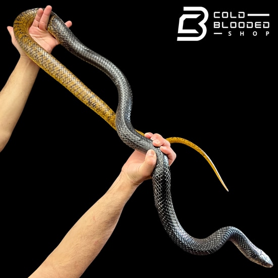 Yellow Tailed Cribo - Drymarchon Corais Cribo & Indigo Snakes by Cold ...