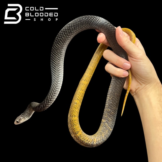 Yearling Yellow Tailed Cribo - Drymarchon Corais Cribo & Indigo Snakes ...