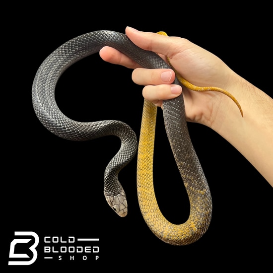 Yearling Yellow Tailed Cribo - Drymarchon Corais Cribo & Indigo Snakes ...