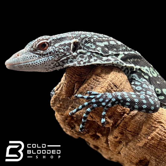 Gorgeous Blue Tree Monitor - Varanus Macraei by Cold Blooded Shop