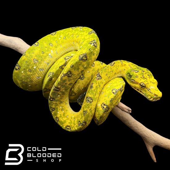 Biak Green Tree Python - Morelia Viridis by Cold Blooded Shop