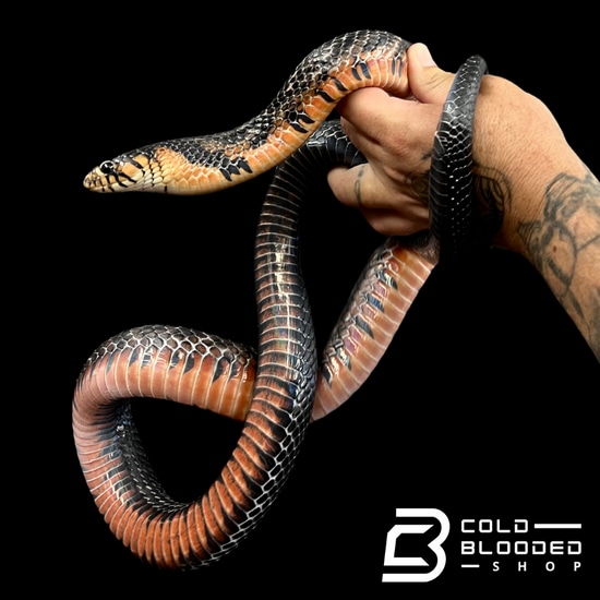 Mexican Indigo Snake - Drymarchon Melanurus Rubidus #1 Cribo & Indigo ...