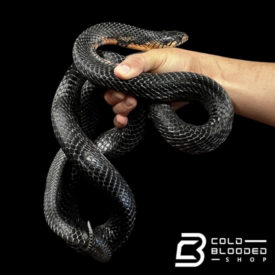 Mexican Indigo Snake - Drymarchon Melanurus Rubidus #1 Cribo & Indigo ...