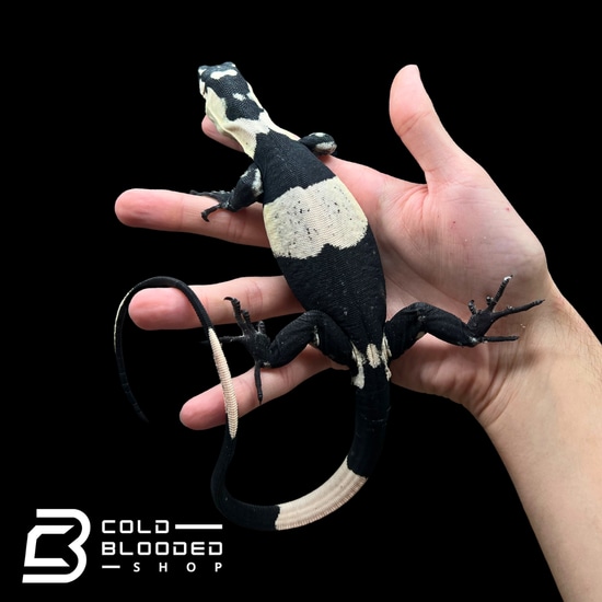 Bell's Phase Lace Monitor - Varanus Varius #4 Other Monitor by Cold ...