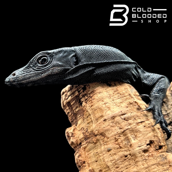 Black Dragon Water Monitors - Varanus Salvator by Cold Blooded Shop