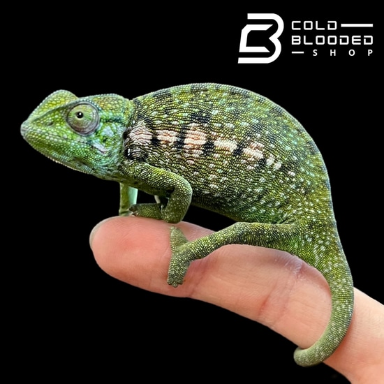 Green Carpet Chameleons - Furcifer Viridis Other Chameleon by Cold ...