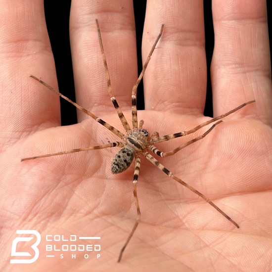 Laos Giant Huntsman Spiders - Heteropoda Maxima Other Spider by Cold ...