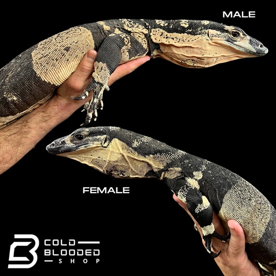 Proven Breeder Pair Of Bells Phase Lace Monitors - Varanus Varius Other ...