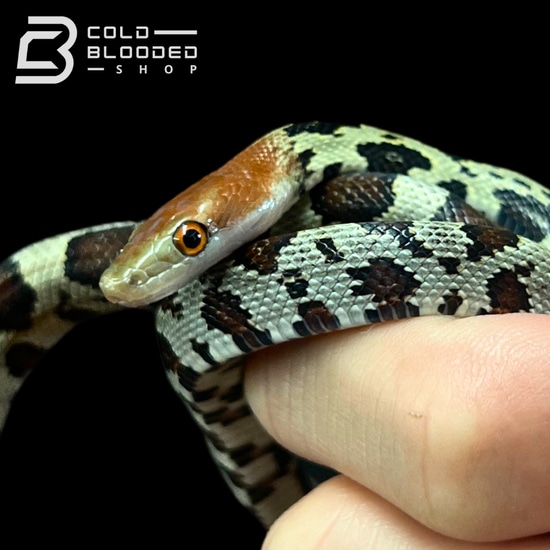 Hundred Flower Rat Snakes - Elaphe Moellendorffi Other Rat Snake by ...