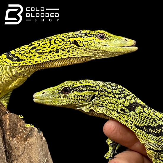 Adult Pair Of Yellow Tree Monitors - Varanus Reisingeri by Cold Blooded ...