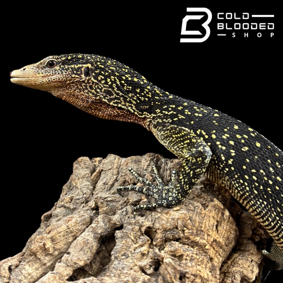 Golden-spotted Tree Monitor - Varanus Boehmei Golden-Spotted Tree ...