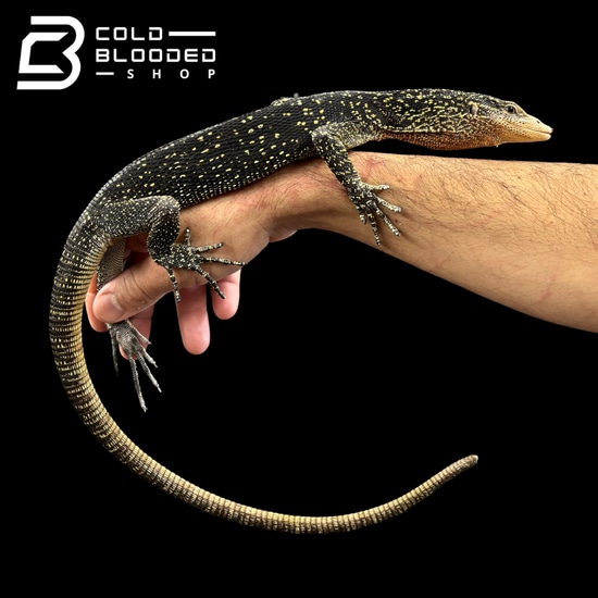 Golden-spotted Tree Monitor - Varanus Boehmei Golden-Spotted Tree ...