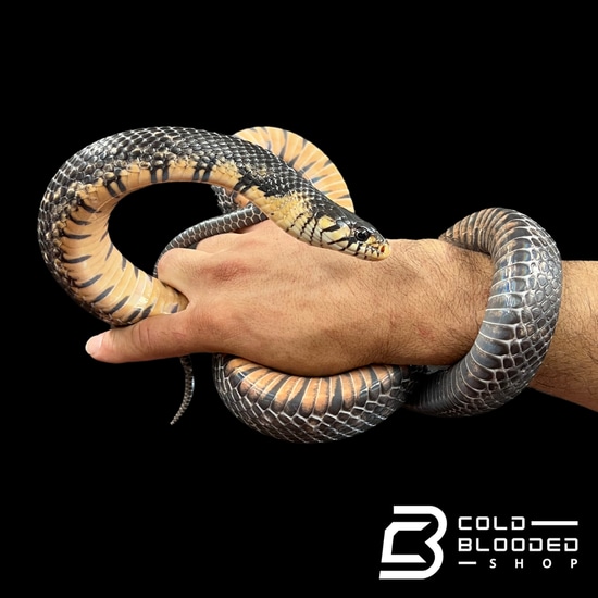 Mexican Indigo Snake - Drymarchon Melanurus Rubidus Cribo & Indigo ...