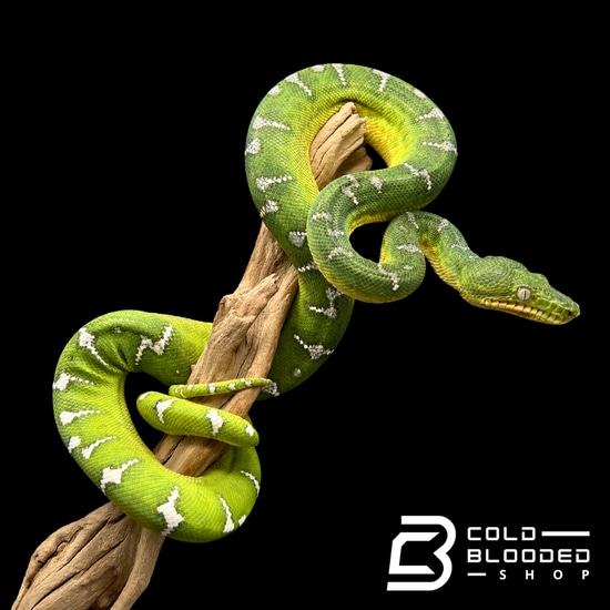 Emerald Tree Boa - Corallus Caninus #1 Northern Emerald Tree Boa by ...