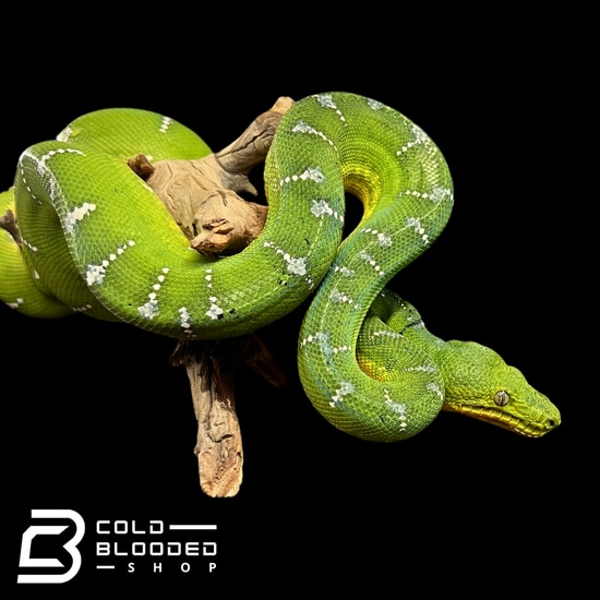 Emerald Tree Boa - Corallus Caninus #4 Northern Emerald Tree Boa by ...