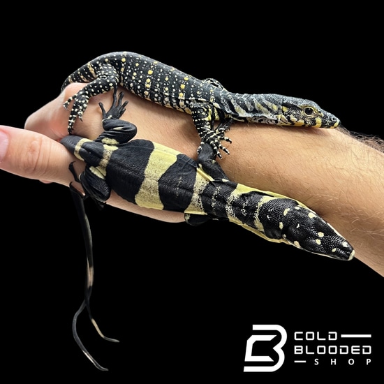 Hatchling Bells Phase Lace Monitor - Varanus Varius Other Monitor by ...