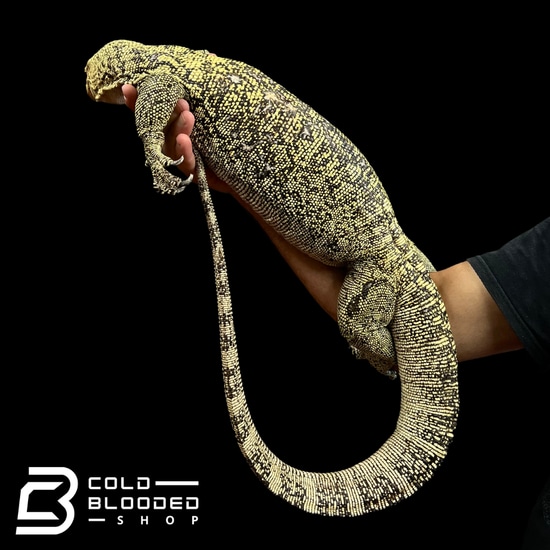 Quince Monitor - Varanus Melinus Other Monitor by Cold Blooded Shop