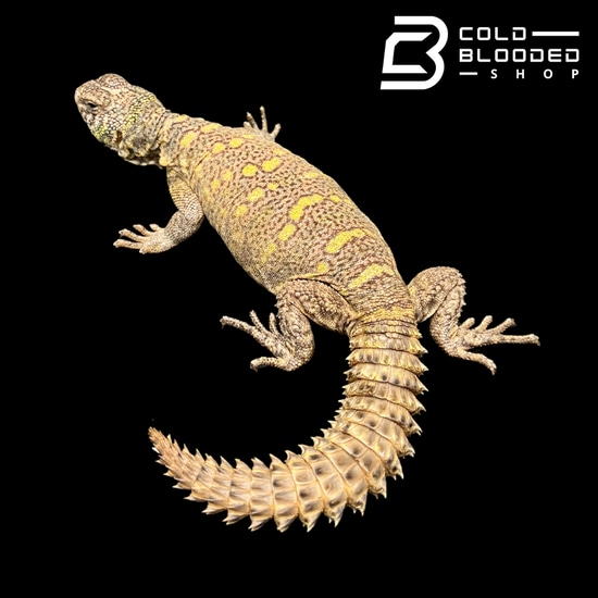 Ornate Uromastyx - Uromastyx Ornata #1 by Cold Blooded Shop