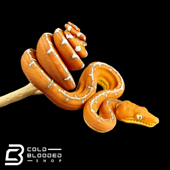 Amazon Basin Emerald Tree Boa - Corallus Batesii #1 Amazon Basin Tree ...