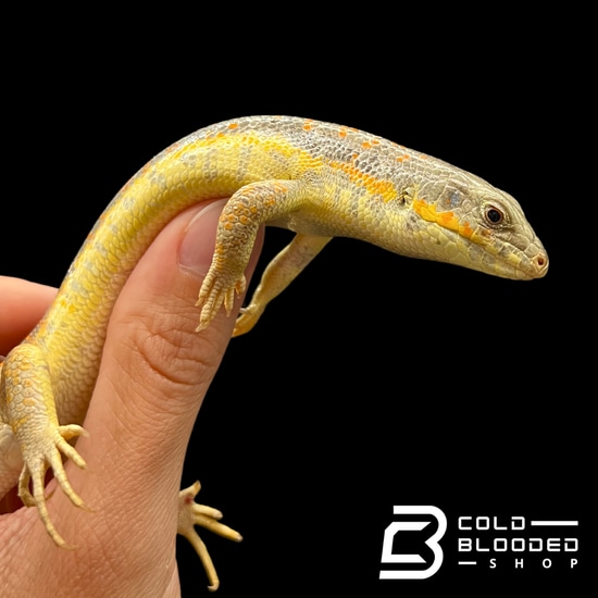 Schneider's Skinks - Eumeces Schneiderii More Skink by Cold Blooded Shop