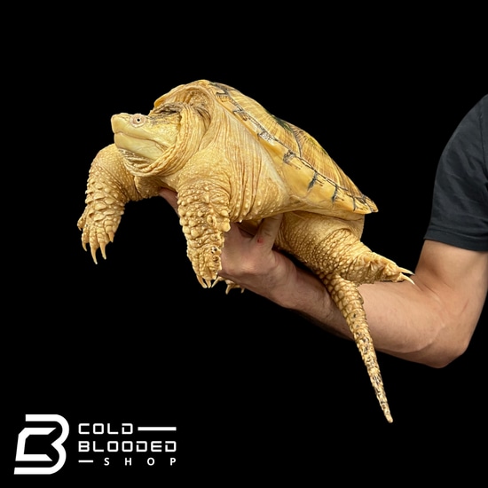 Hypo Snapping Turtle - Chelydra Serpentina by Cold Blooded Shop