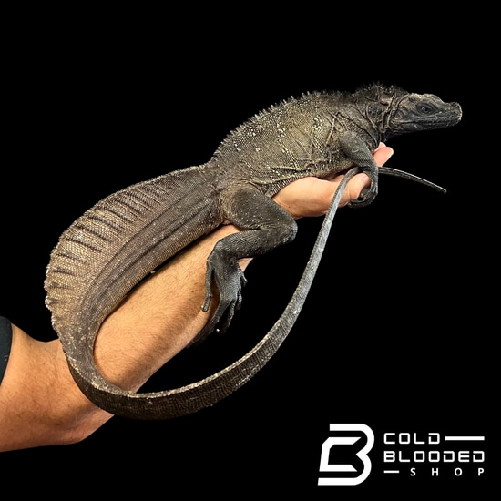 Gorgeous Indonesian Sailfin Dragon Lizard - Hydrosaurus Microlophus by ...