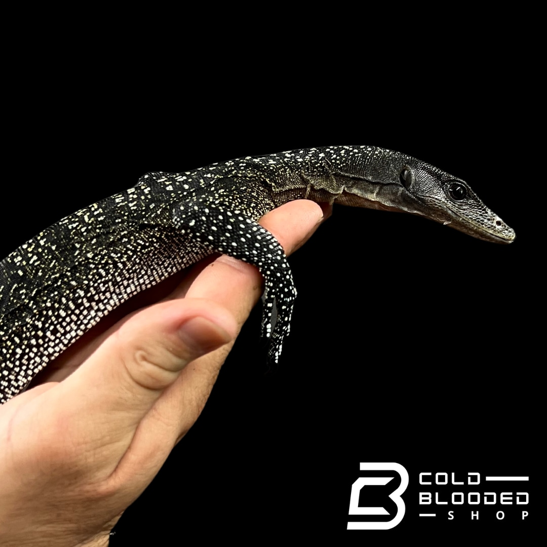 Batanta Island Peach-throated Monitor - Varanus jobiensis