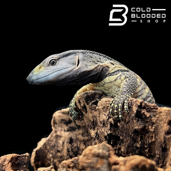 Black Throat Monitors - Varanus Albigularis Ionidesi Black-Throated ...