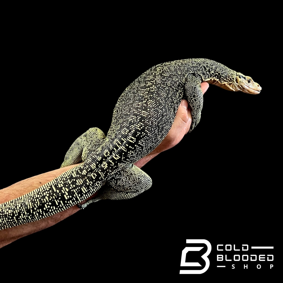 Quince Monitor - Varanus melinus