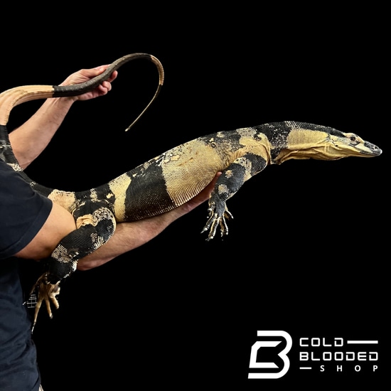 HUGE! Bell's Phase Lace Monitor - Varanus Varius Other Monitor by Cold ...