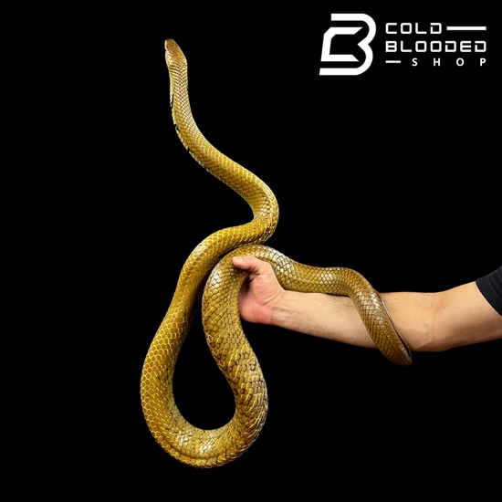 Gorgeous Unicolor Cribo - Drymarchon Melanurus Unicolor Cribo & Indigo ...