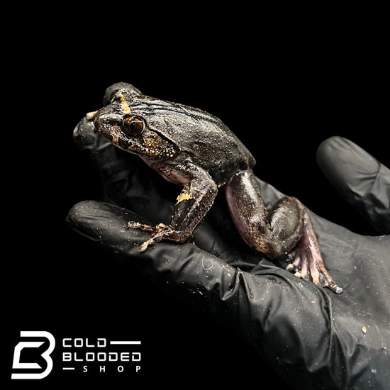 Hairy Frogs - Trichobatrachus Robustus Other Frog by Cold Blooded Shop