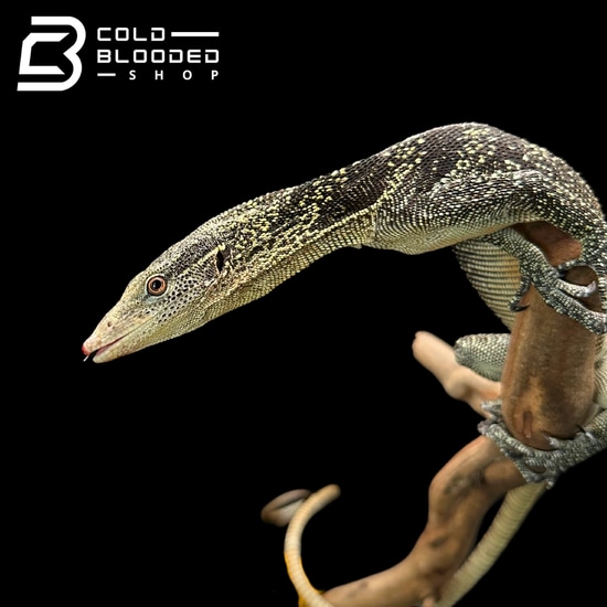 Golden-spotted Tree Monitor - Varanus Boehmei Golden-Spotted Tree ...
