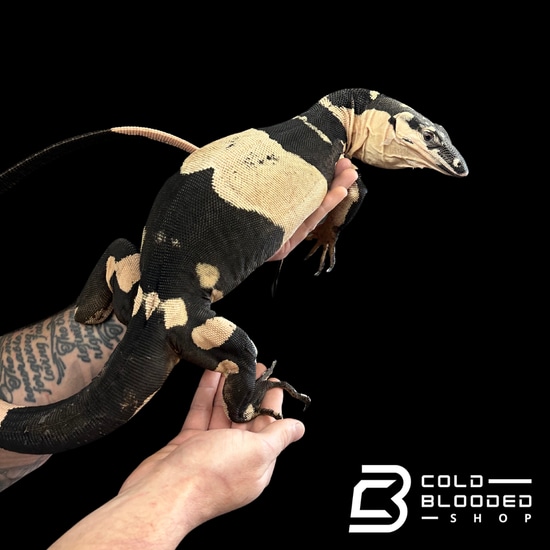 Super Bell's Phase Lace Monitor - Varanus Varius Other Monitor by Cold ...