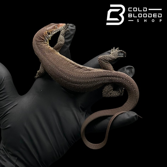 Mertens' Water Monitors - Varanus Mertensi Other Monitor by Cold ...