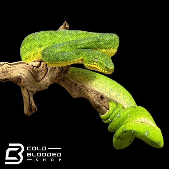 Semi-Patternless Emerald Tree Boa - Corallus Caninus Northern Emerald ...