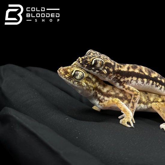 Dune Geckos - Stenodactylus Petrii More Gecko by Cold Blooded Shop