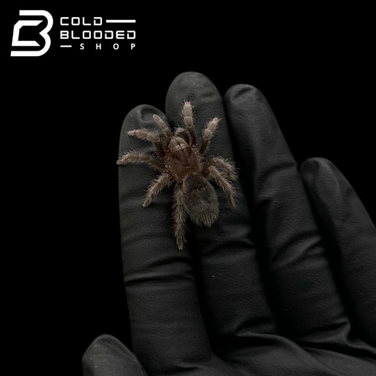 Uruguay Black Beauty Tarantulas - Grammostola Quirogai by Cold Blooded Shop