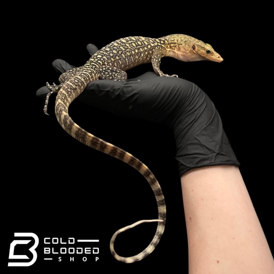 Quince Monitor - Varanus Melinus Other Monitor by Cold Blooded Shop