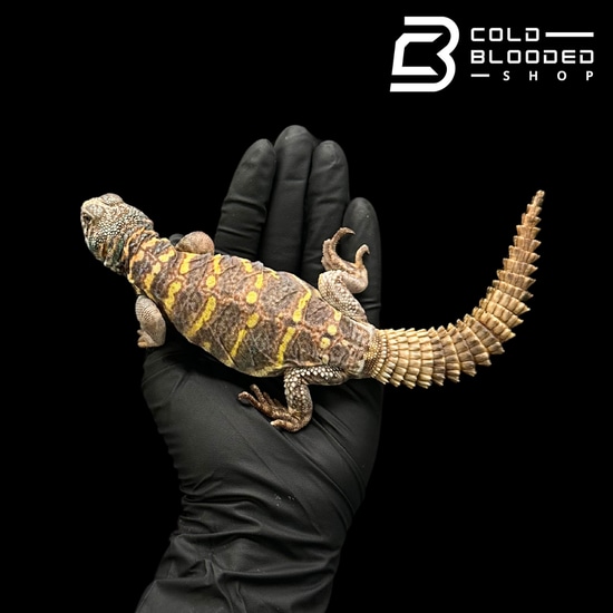 Ornate Uromastyx - Uromastyx Ornata by Cold Blooded Shop